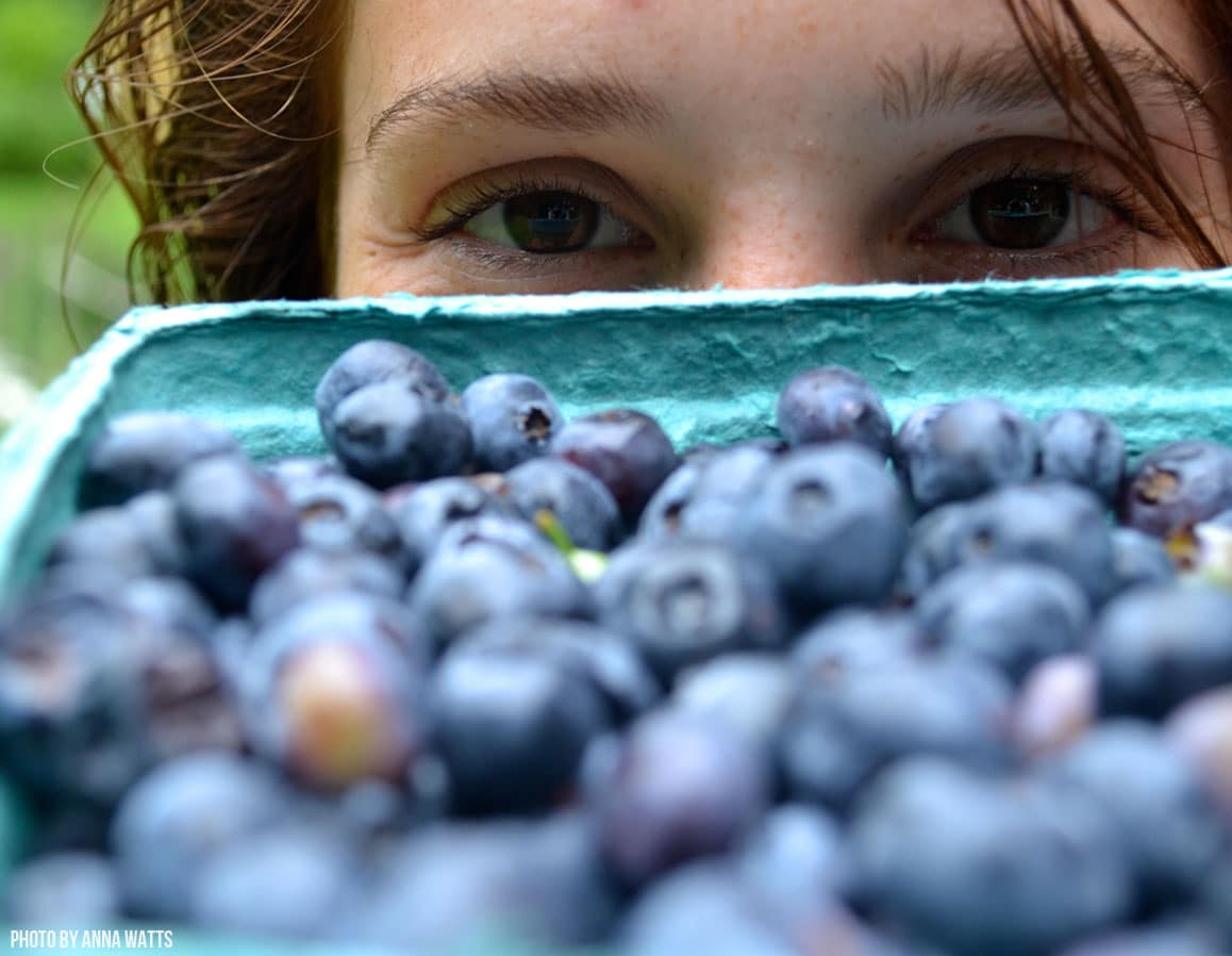 Blueberries | Millennial Magazine