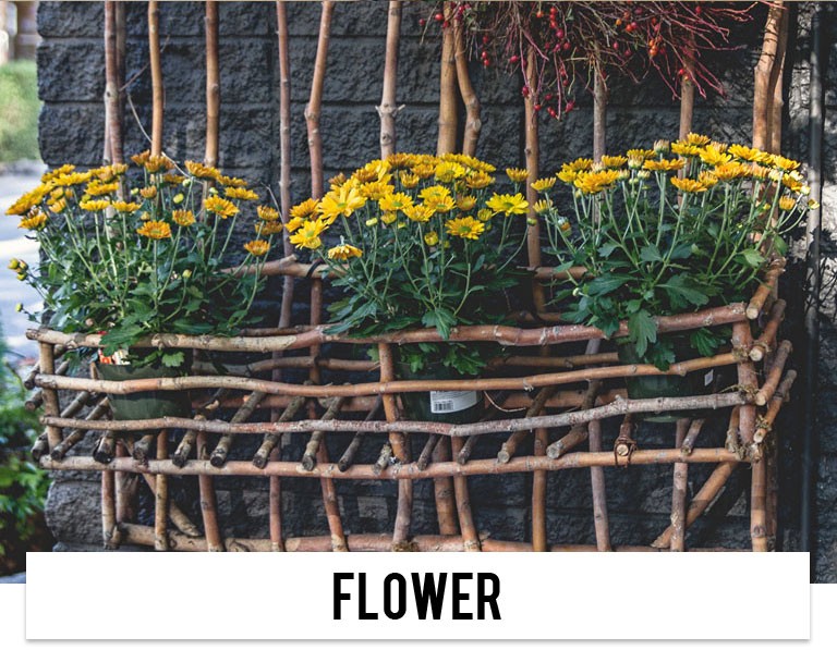 Millennial's choice for flower of the week is the Chrysanthemum ...