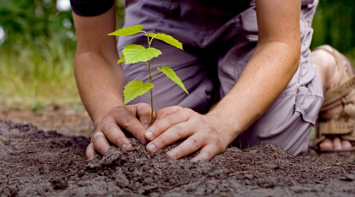 Millennial Magazine - tree-planting-header - Millennial Magazine