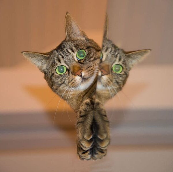 Pet of the Week: Tabby Cat | Millennial Magazine