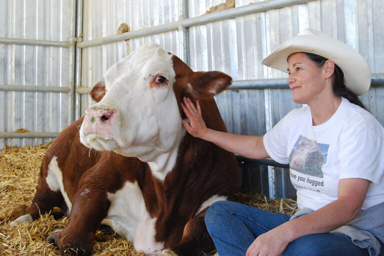 People Are Turning to Cows for Comfort at The Gentle Barn | Millennial